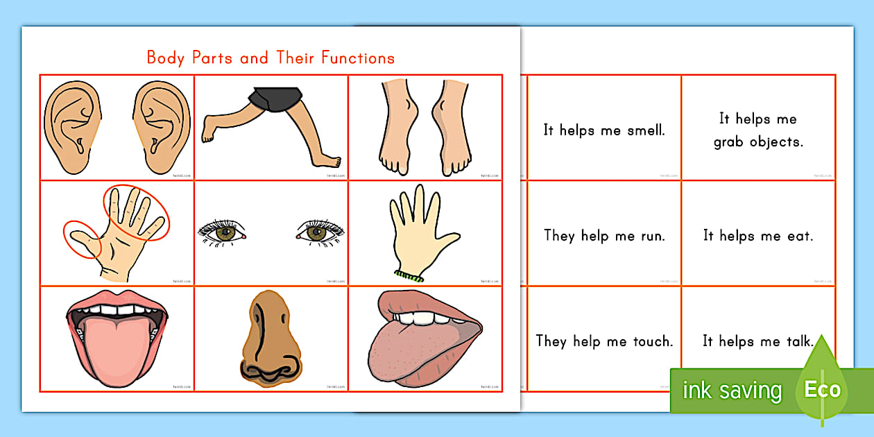 Editable Body Parts and Their Functions Matching Cards