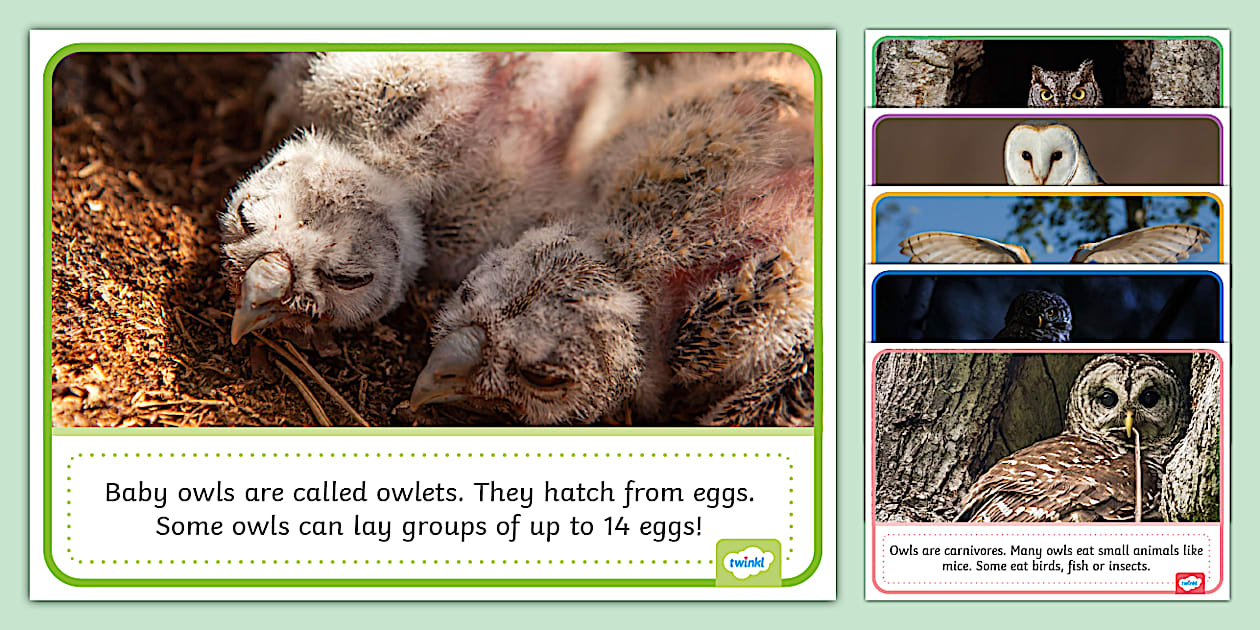 Owls Facts Display Posters - Twinkl - KS1 (teacher made)