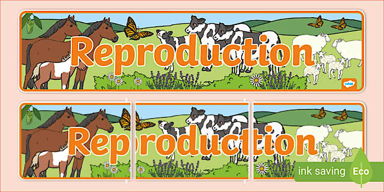 Reproduction Animals Display Banner (Teacher-Made) - Twinkl