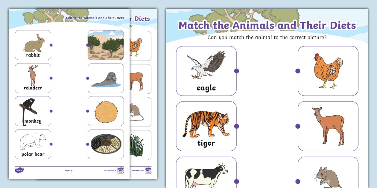 Animals and Their Diets Matching Worksheet - Twinkl