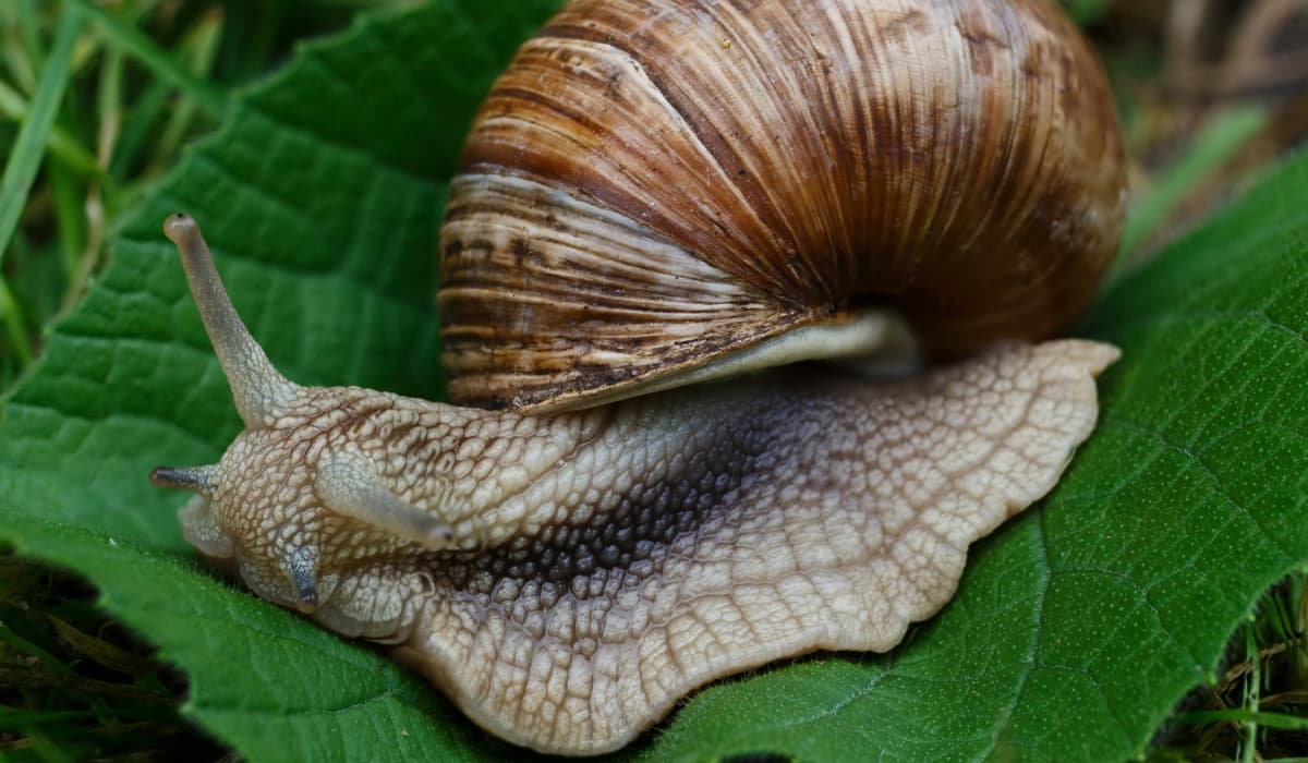 Slugs and Snails Not Pests Says RHS - Twinkl NewsRoom