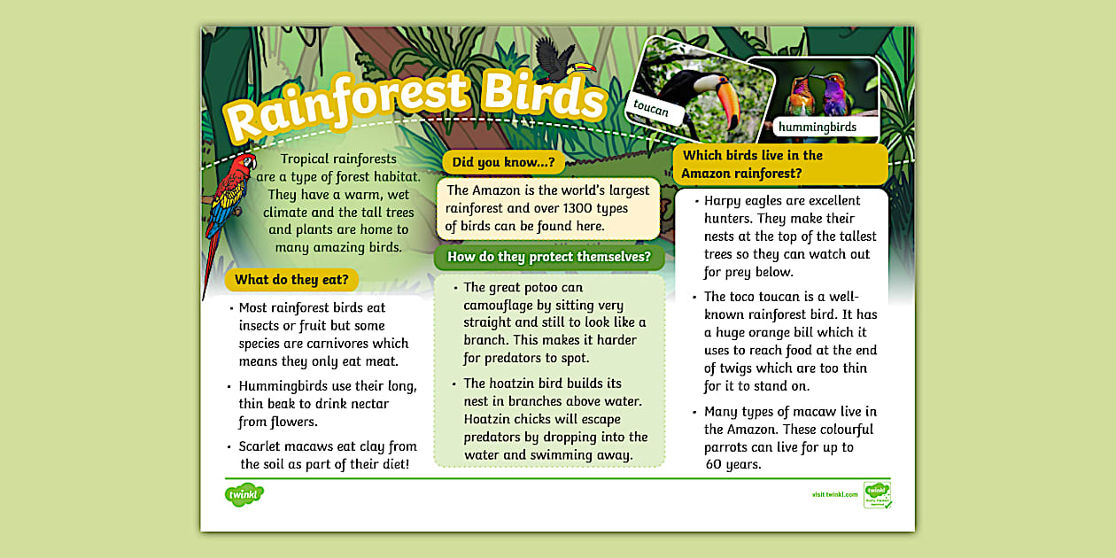KS1 Rainforest Birds Fact File (teacher made) - Twinkl