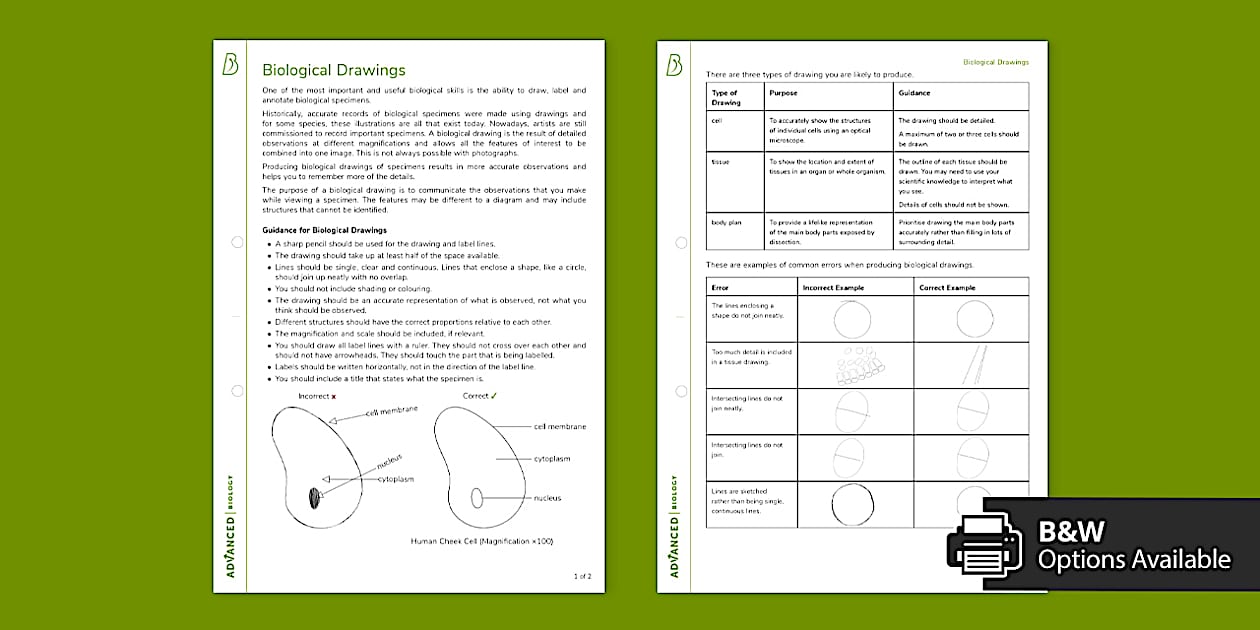 Scientific Drawing in Biology | KS5 Guide | Beyond Biology