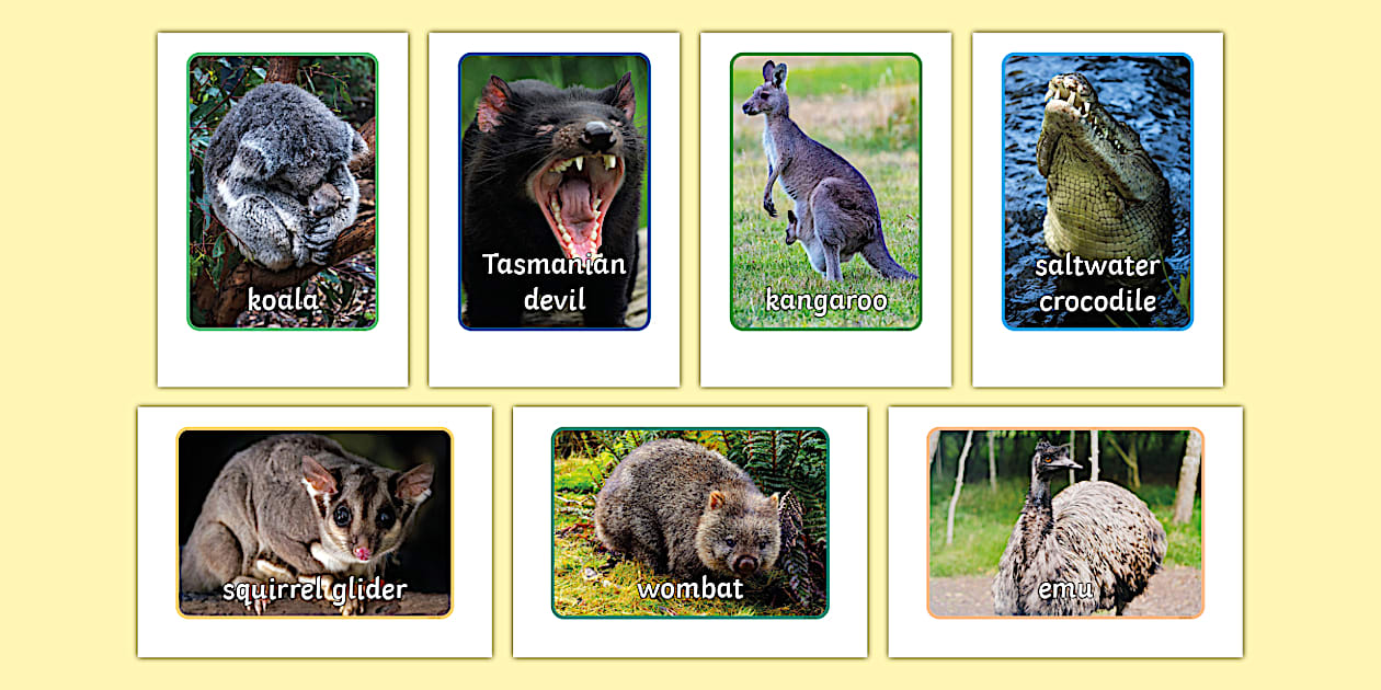 Australian Wildlife Display Photos (teacher made) - Twinkl