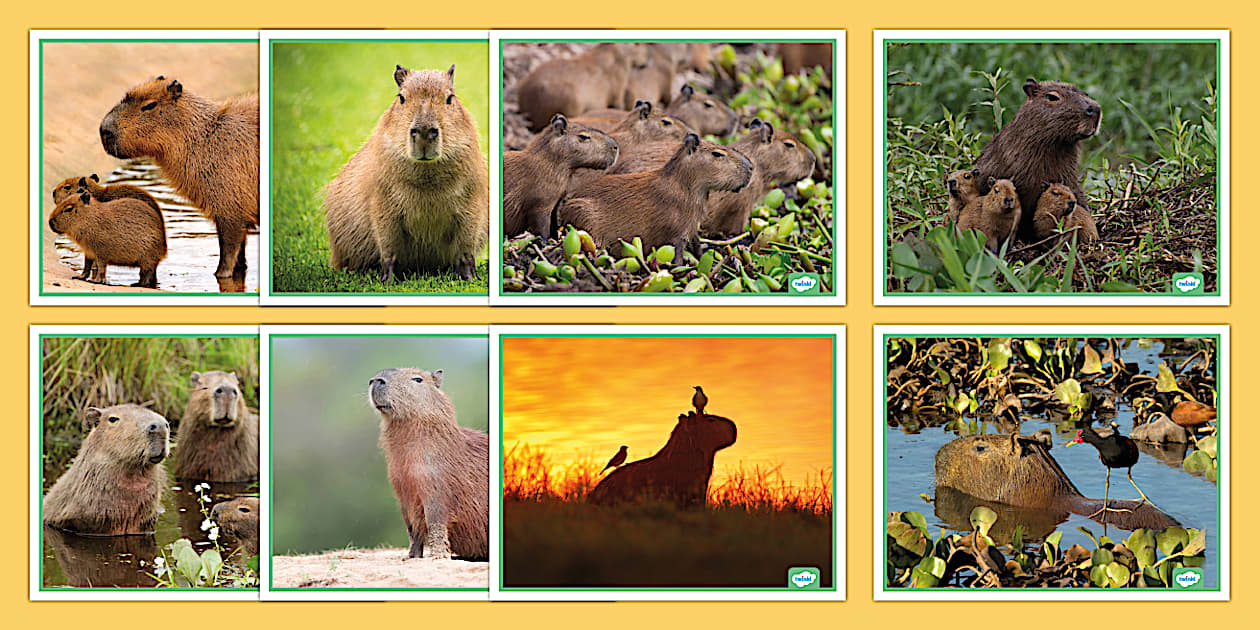 Capybaras Photos (Teacher-Made) - Twinkl