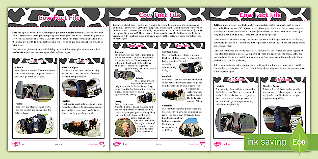 Cow Fact File (teacher made) - Twinkl
