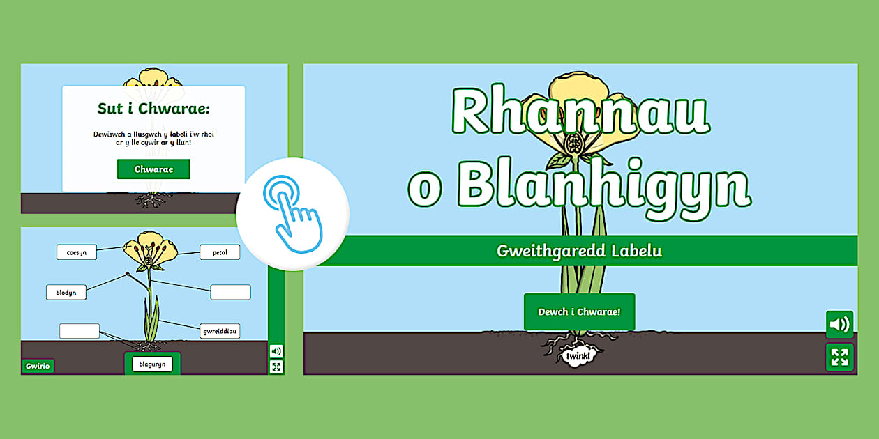 Gweithgaredd Labelu Rhyngweithiol Rhannau o Blanhigyn