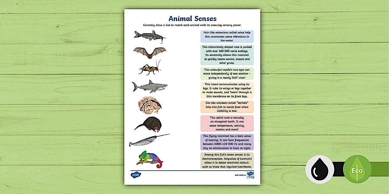 Acute Animal Senses Matching | Animal Senses Activity