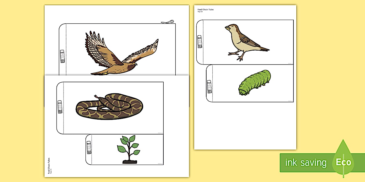 Editable Food Chain Tubes Activity (teacher made) - Twinkl