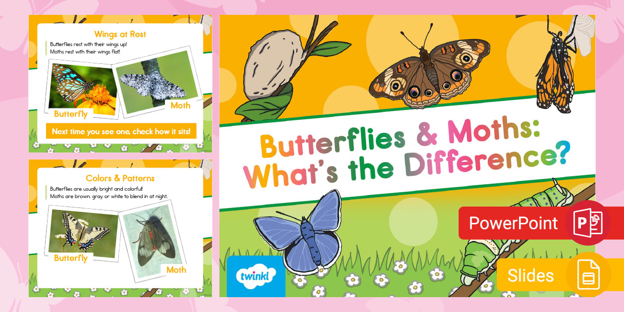 Butterflies and Moths PowerPoint and Google Slides for K-2