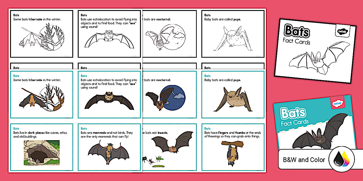 Bat Fact Cards for K-2nd Grade (teacher made) - Twinkl