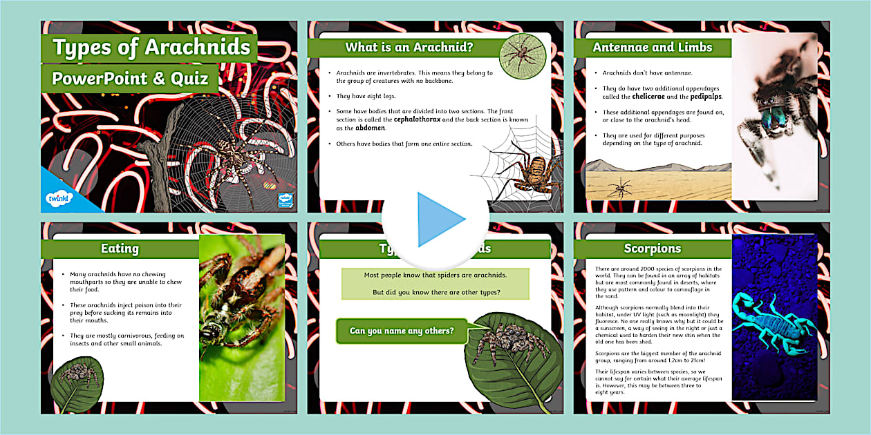 What is an Arachnid? Types of Arachnid PowerPoint and Quiz