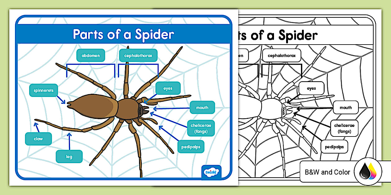 Parts of a Spider Poster for K-2nd Grade (teacher made)