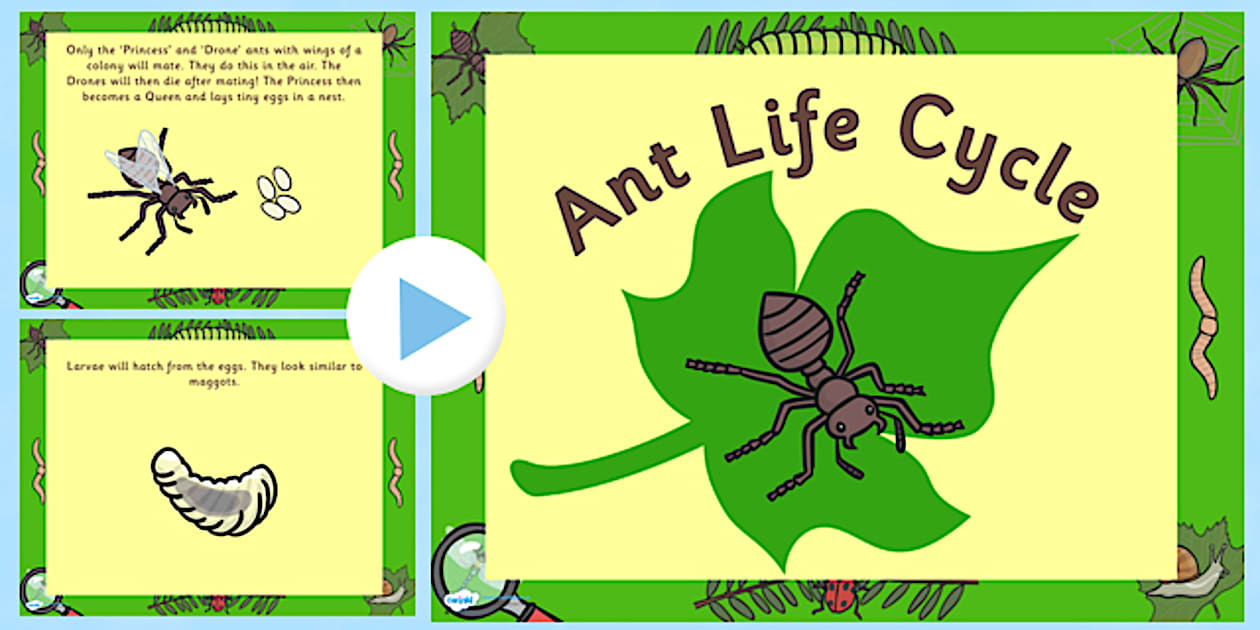 Ant Life Cycle PowerPoint (teacher made) - Twinkl