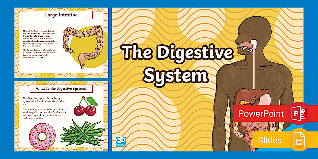 Digestive System PowerPoint & Google Slides for 3rd-5th Grade