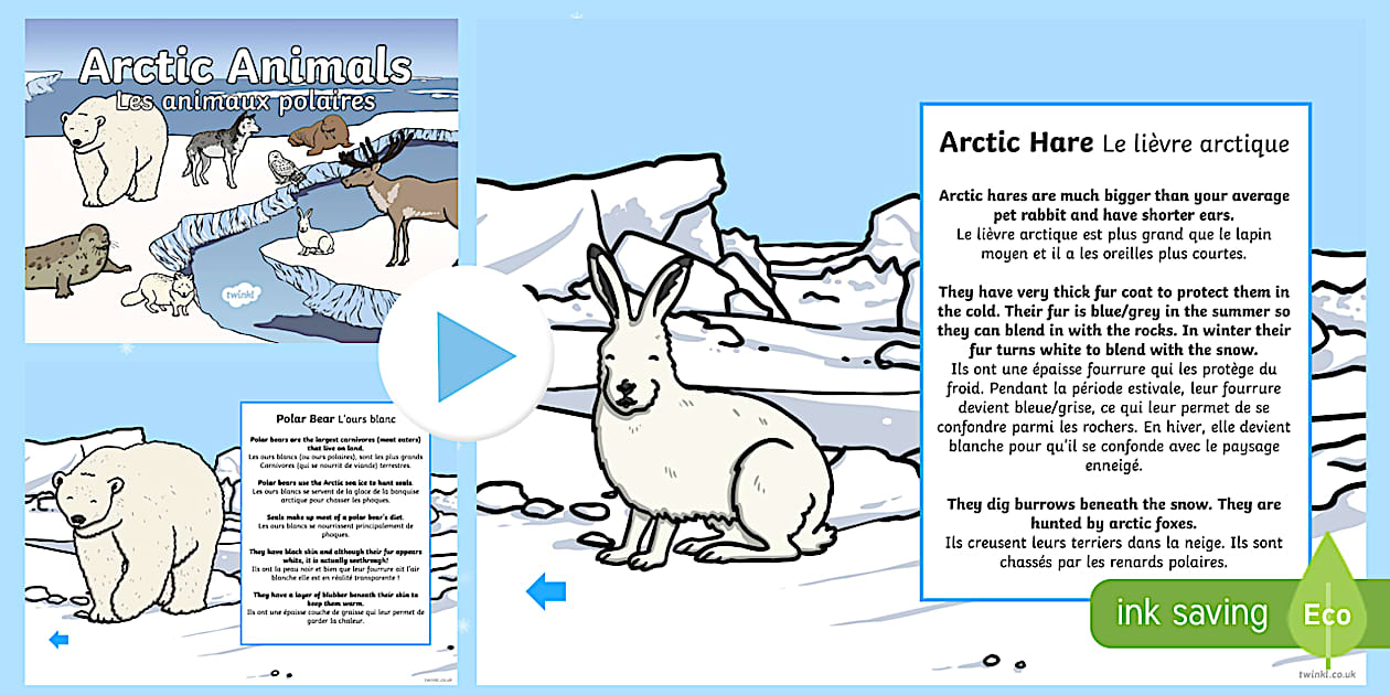 Winter Arctic Animals Habitat PowerPoint English/French