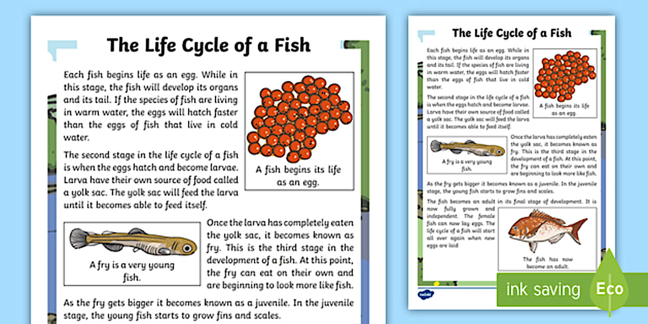 Black and White Life Cycle of a Fish Fact File - Twinkl