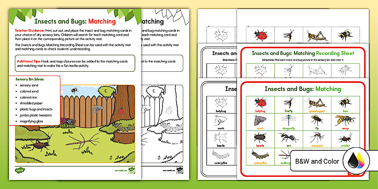 Insects and Bugs Sensory Bin (teacher made) - Twinkl