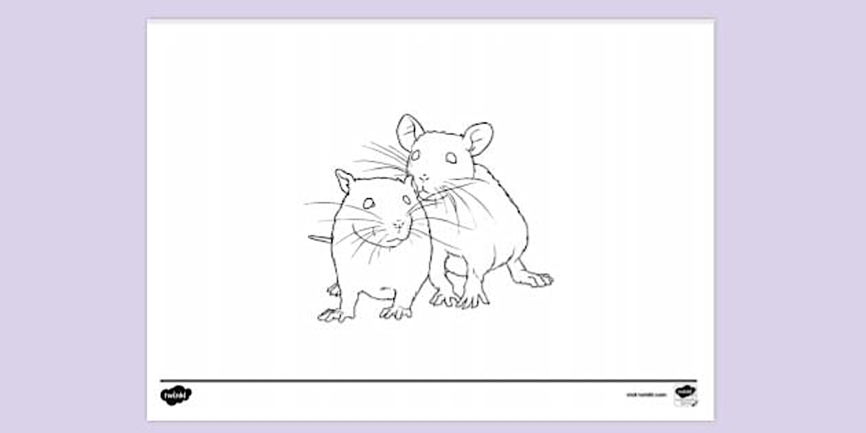 Rats Colouring | KS1 Colouring Sheets | Twinkl Resources