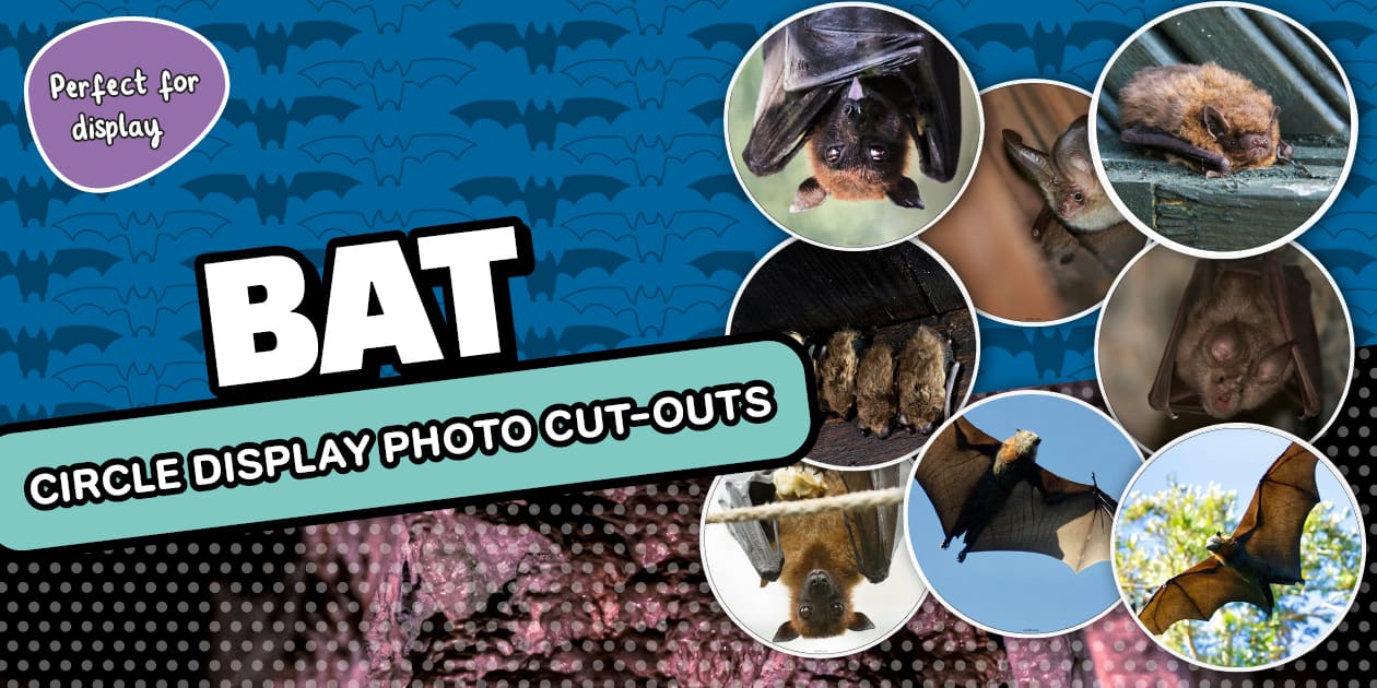 Bat Circle Display Photo Cut-Outs (teacher made) - Twinkl