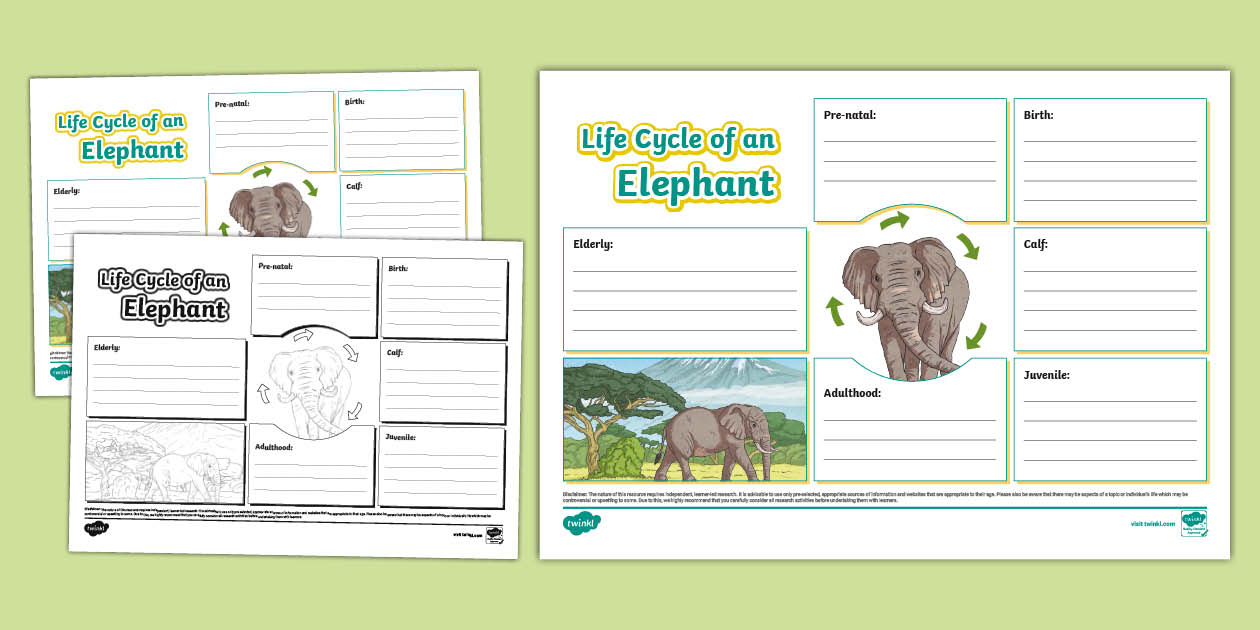 Life Cycle of an Elephant Fact File Template (Teacher-Made)