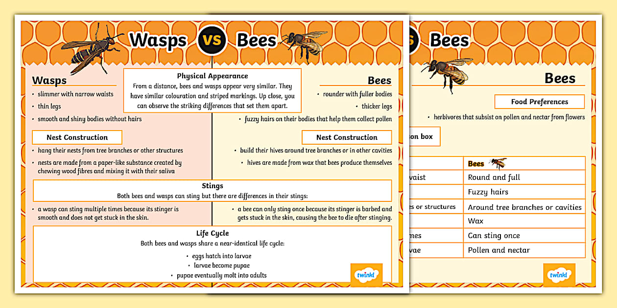 Wasps vs Bees Fact File - Educational Resource - Twinkl