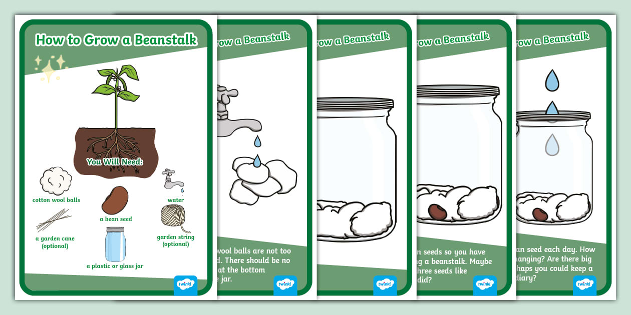 How to Grow a Beanstalk Display Posters (teacher made)