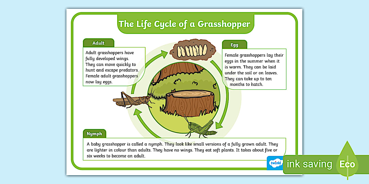 The Life Cycle of a Grasshopper Display Poster - Twinkl