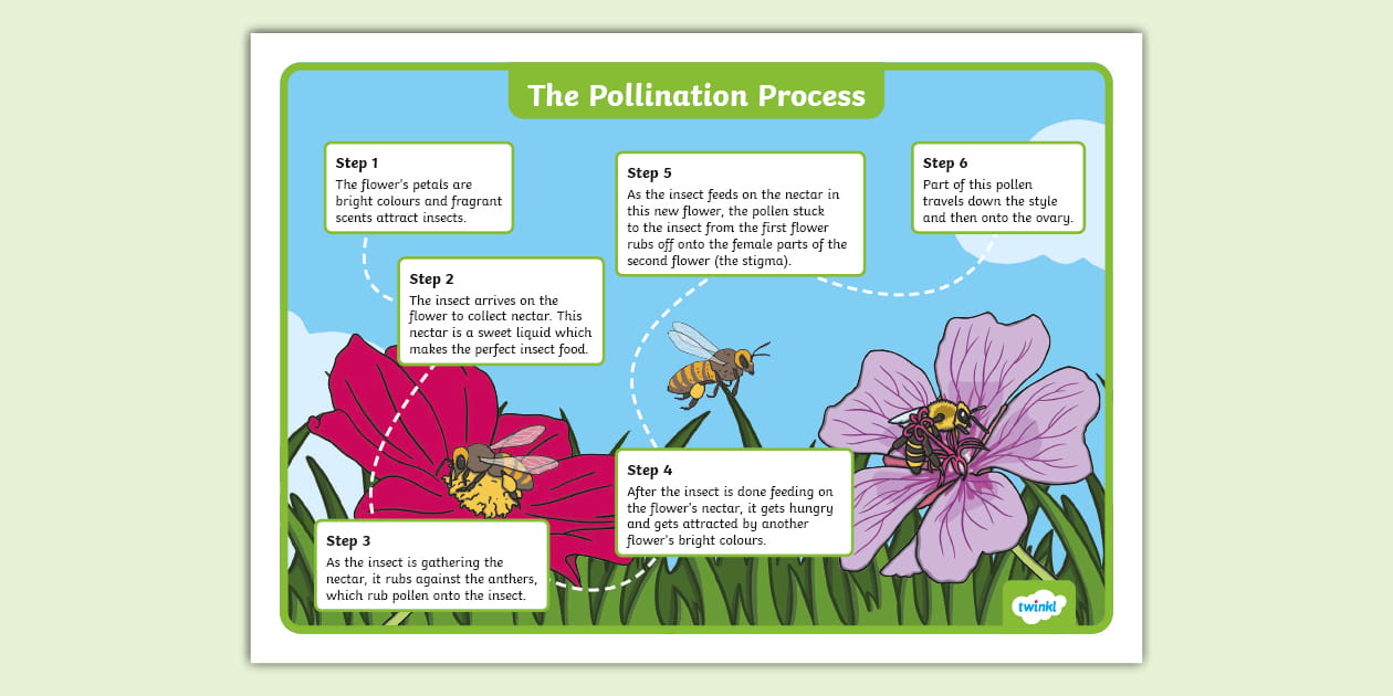 Pollination Information Poster (teacher made) - Twinkl