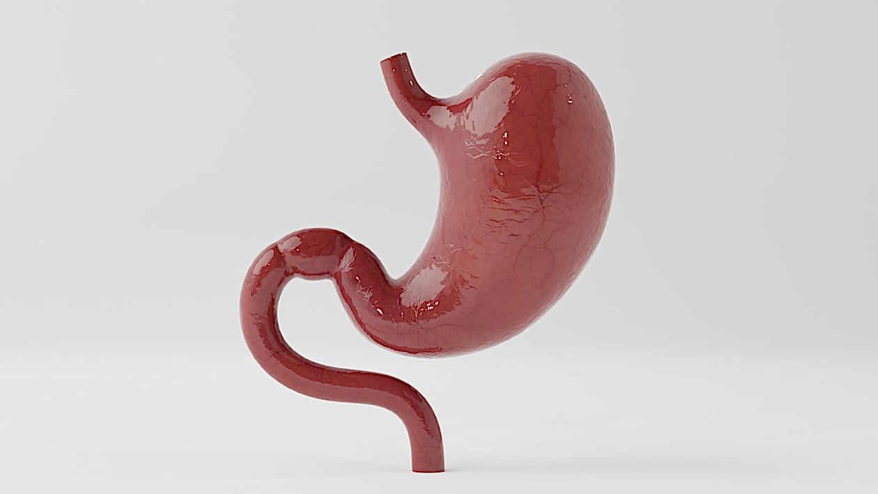 3D Model: Human Body - Human Stomach (Teacher-Made) - Twinkl