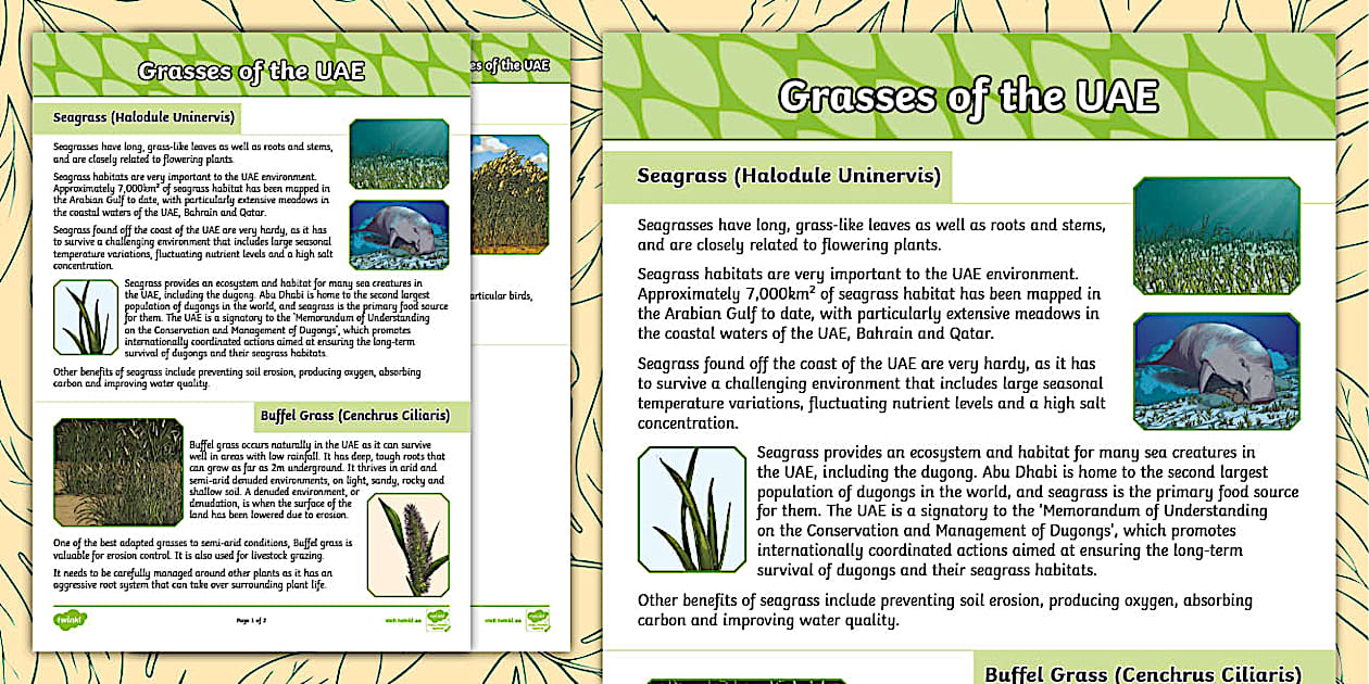 Fact File - Grasses - UAE Plants (teacher made) - Twinkl