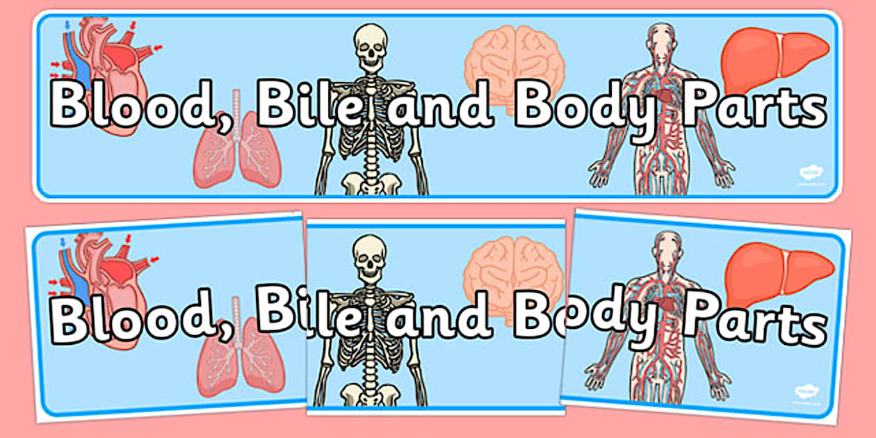 Cursive Blood, Bile and Body Parts Display Banner - Twinkl