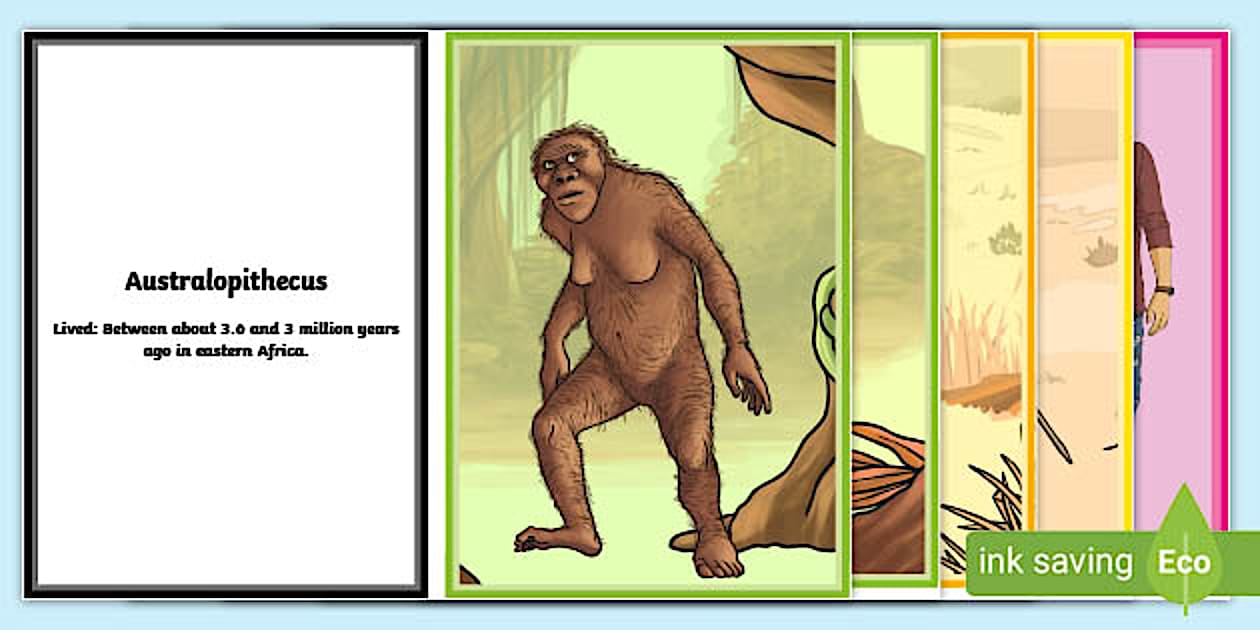 Human Evolution Ordering Cards | Science | Parents - Twinkl