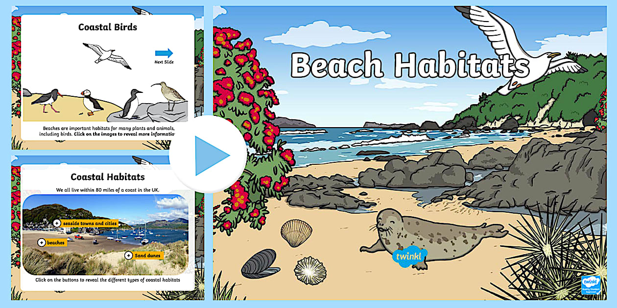 KS1 Beach Habitat Information PowerPoint (teacher made)
