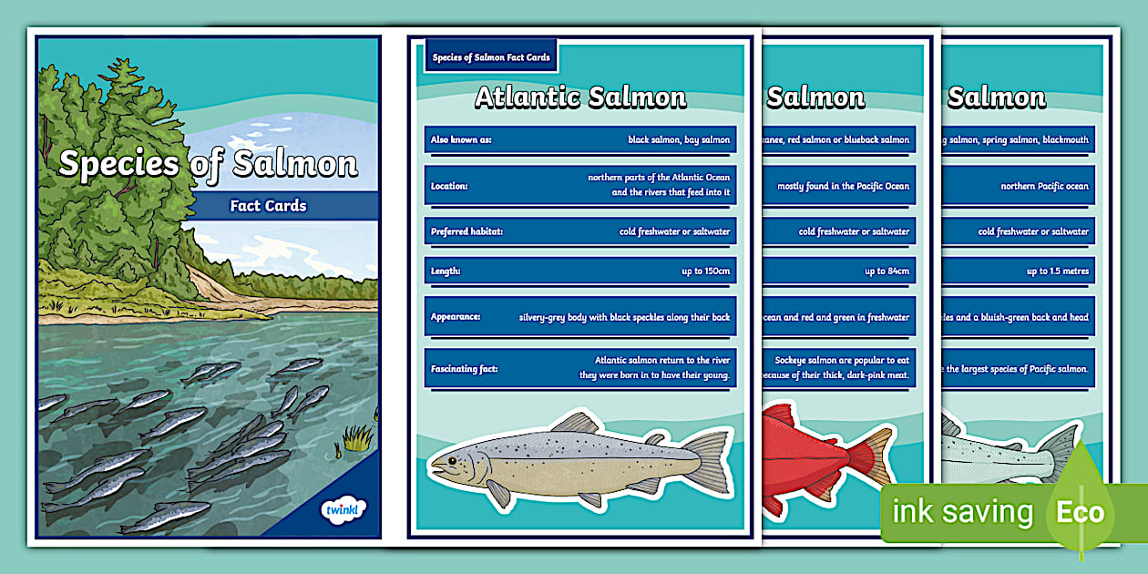 Species of Salmon Fact Cards - KS2 - Animals - Fish - Twinkl