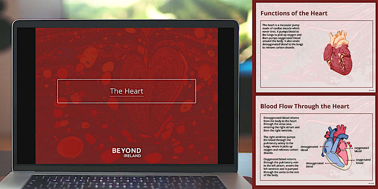 The Heart PowerPoint