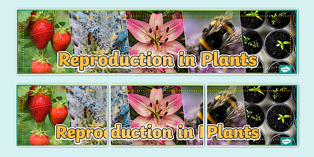 Reproduction in Plants Photo Display Banner