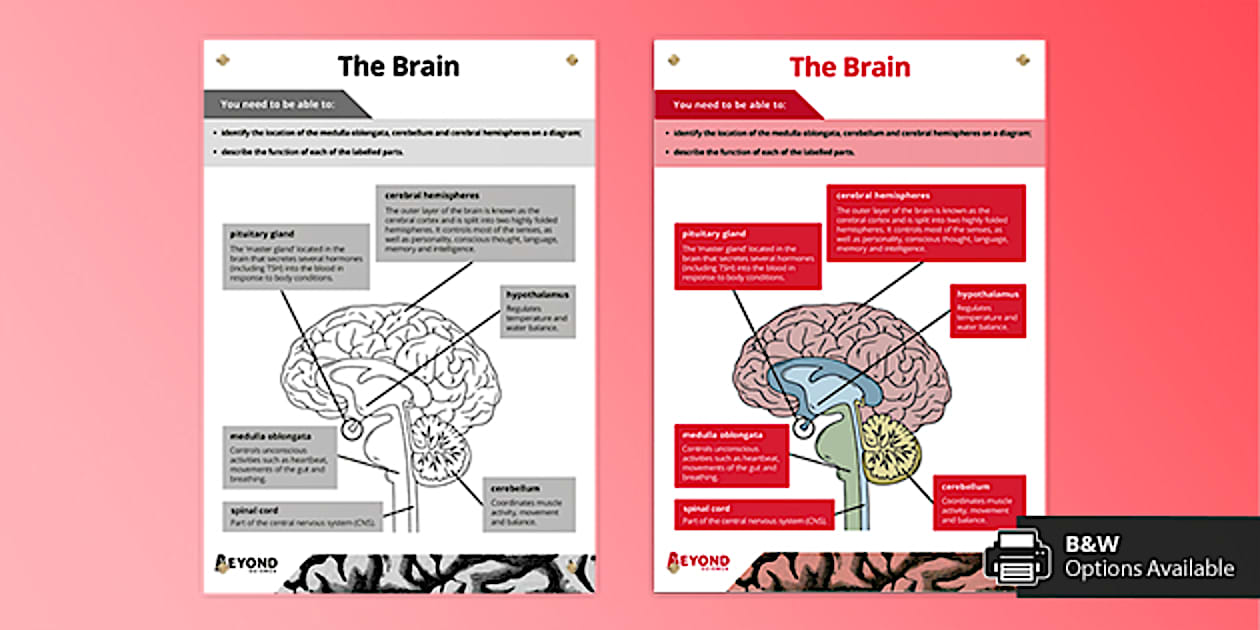 Parts of the Brain Poster | Edexcel GCSE Biology | Beyond