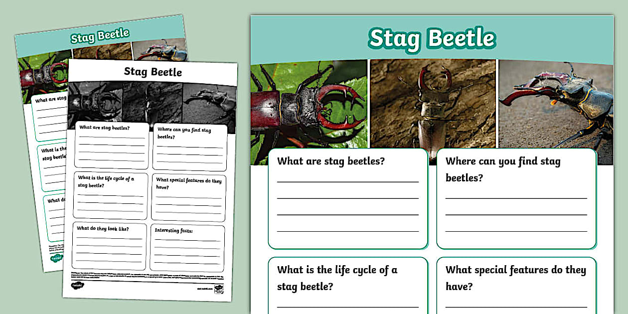 Stag Beetle Fact File Template (Teacher-Made) - Twinkl