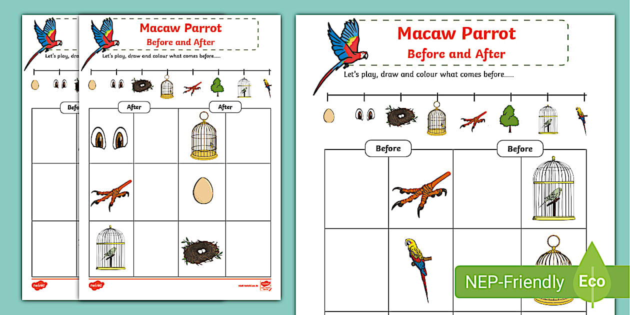 Macaw Parrot Before and After Activity Sheet (teacher made)
