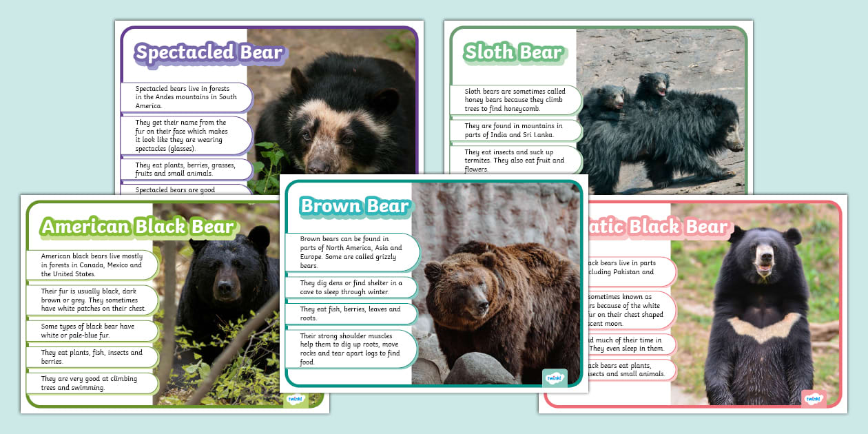 Bear Species Posters - Twinkl - KS1