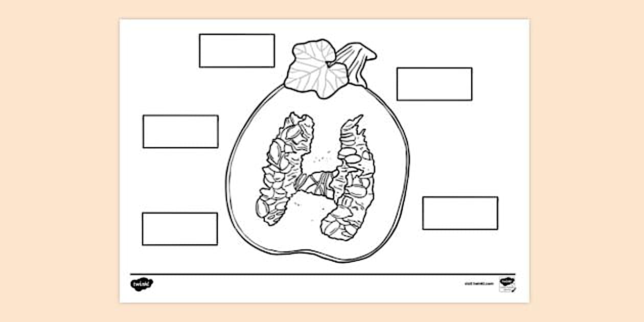 Pumpkin Cross Section With Blank Boxes Colouring Sheets