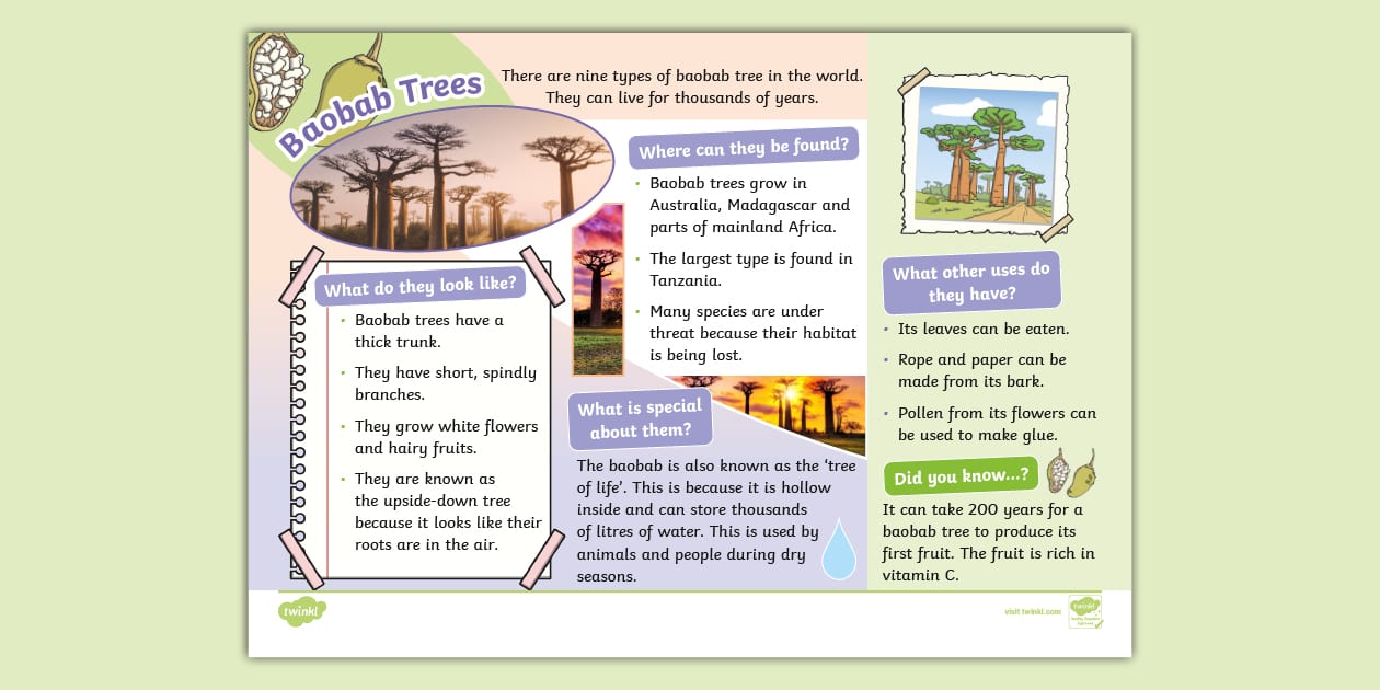 * NEW * Baobab Tree Fact File - Twinkl - KS1 - Twinkl