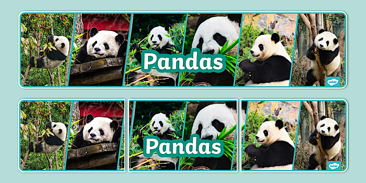 Pandas Photo Display Banner (teacher made) - Twinkl