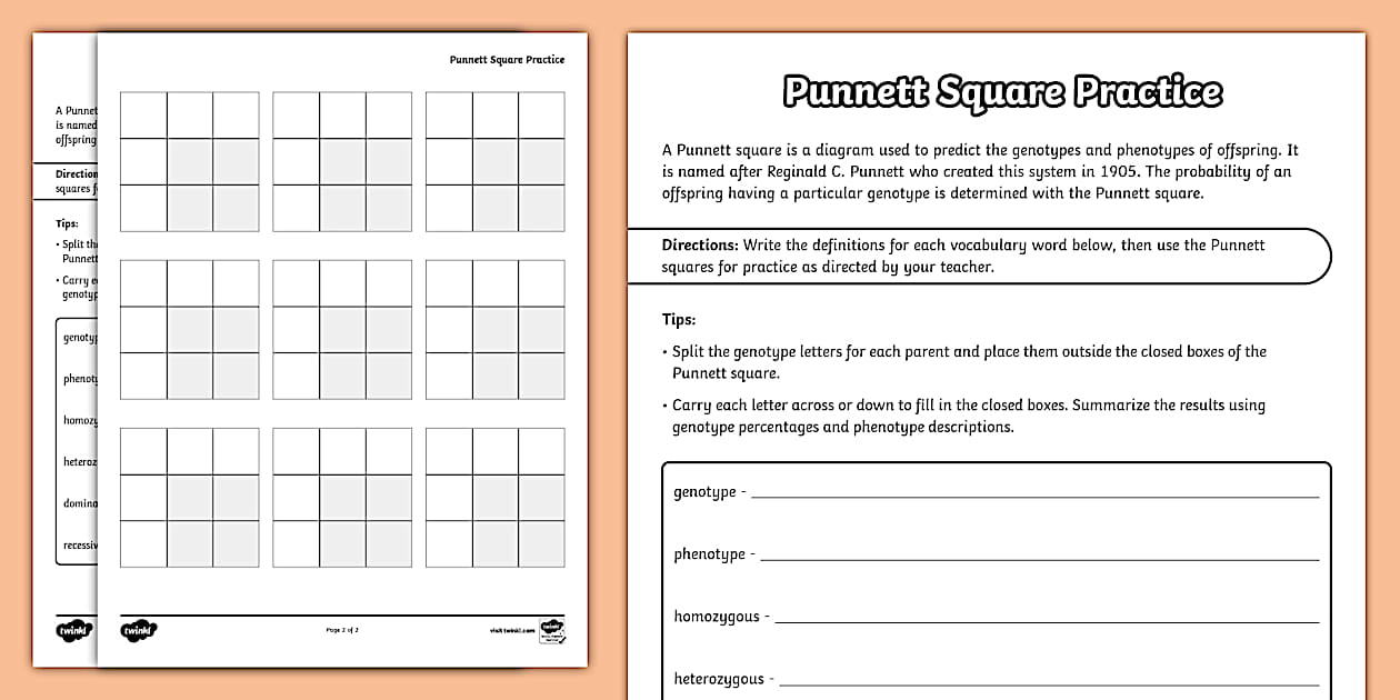Punnett Square Practice Worksheet for 6th-8th Grade - Twinkl