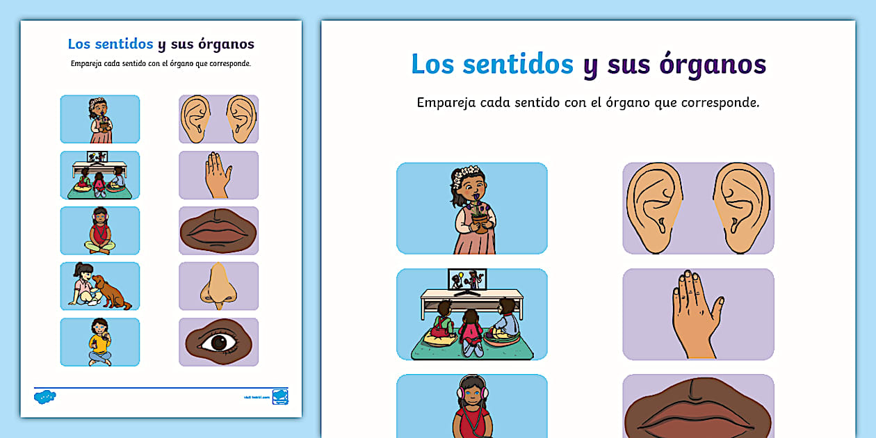 Ficha de actividad: Los sentidos y sus órganos | Twinkl