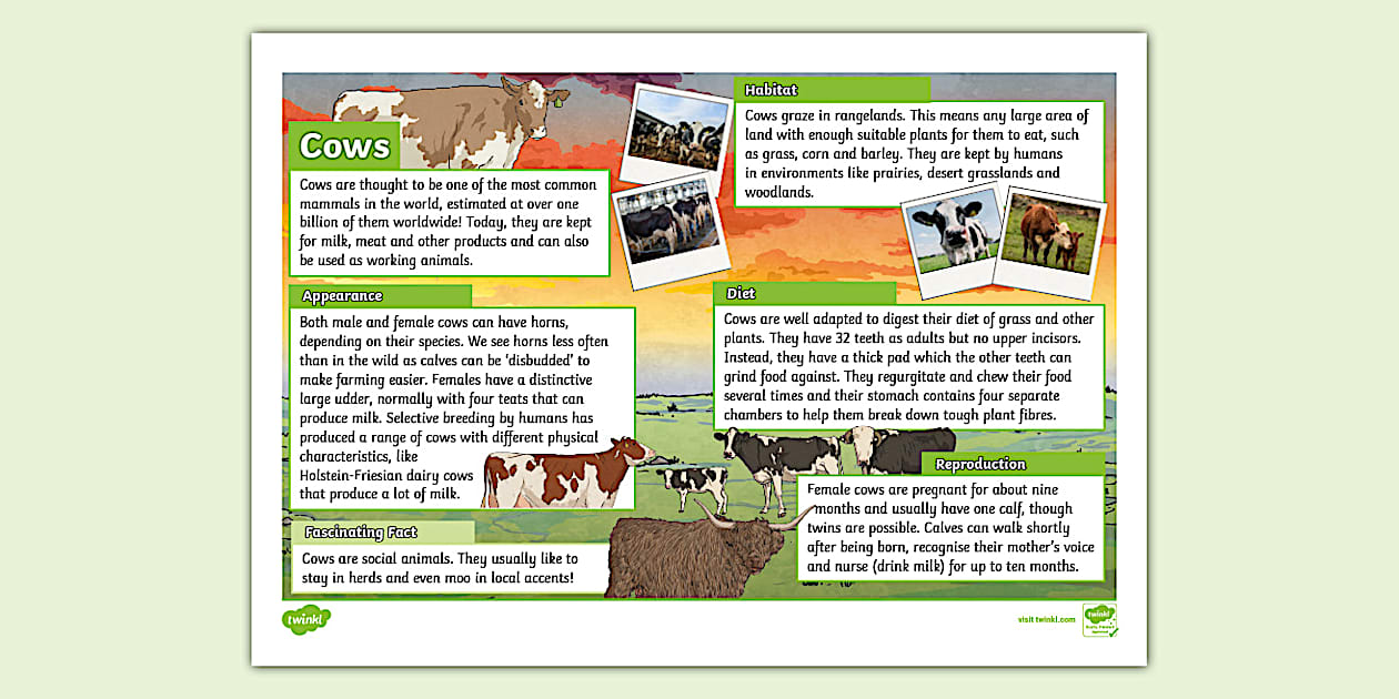 KS2 Cows Fact File (teacher made) - Twinkl