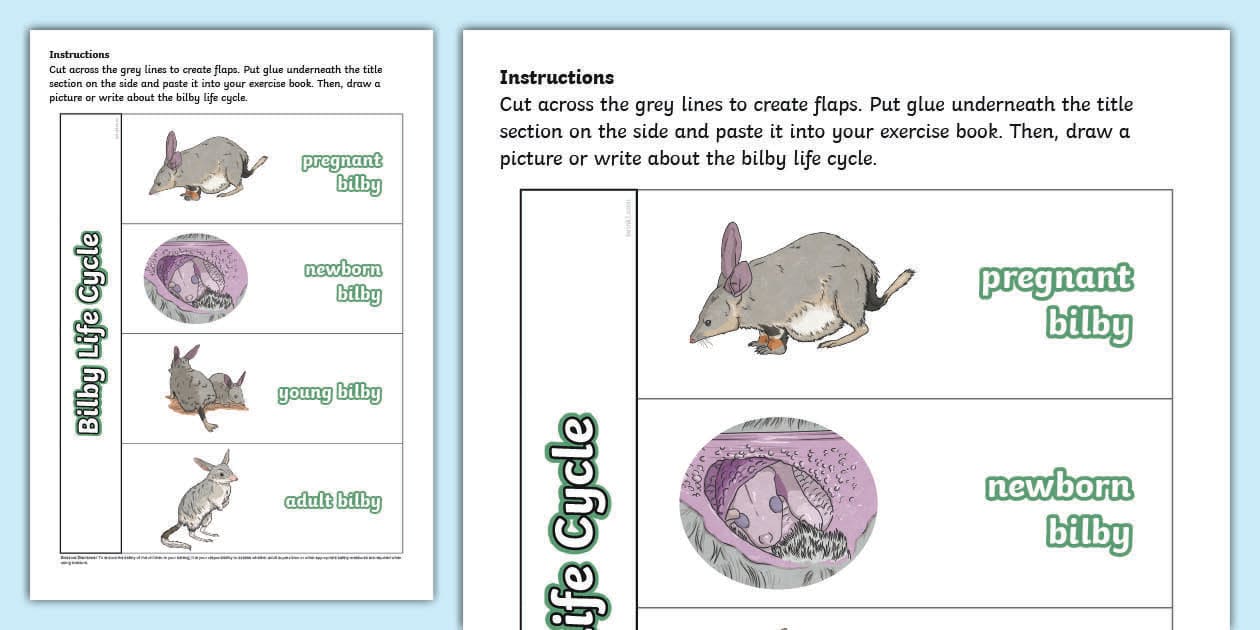 Life Cycle of a Bilby Flapbook (teacher made) - Twinkl