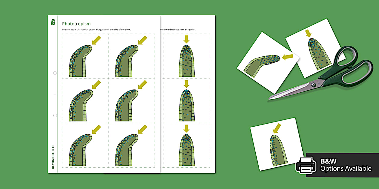 Plant Tropism Responses Illustrations | Science | Beyond