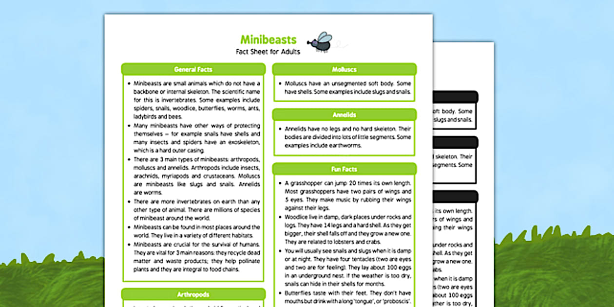 KS1 Minibeasts Fact Sheet for Adults | Primary Resources